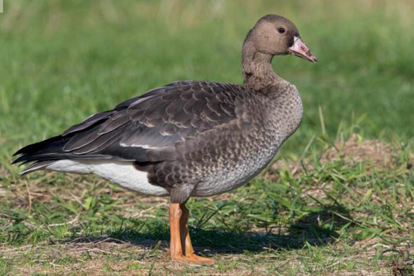 Ptáci - Základní principy u husy běločelé a husy malé