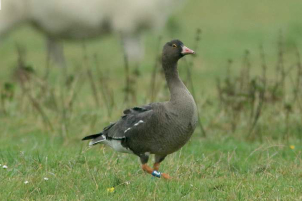 Ptáci - Základní principy u husy běločelé a husy malé